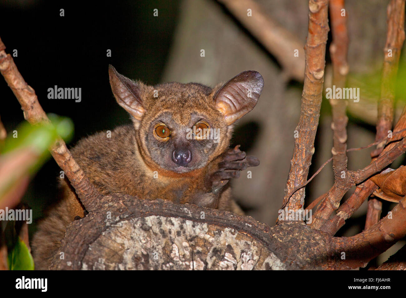 Galago galago senegalensis hi-res stock photography and images - Alamy