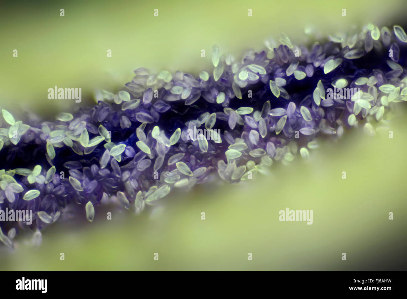 Plant pollen microscopic hi-res stock photography and images - Alamy