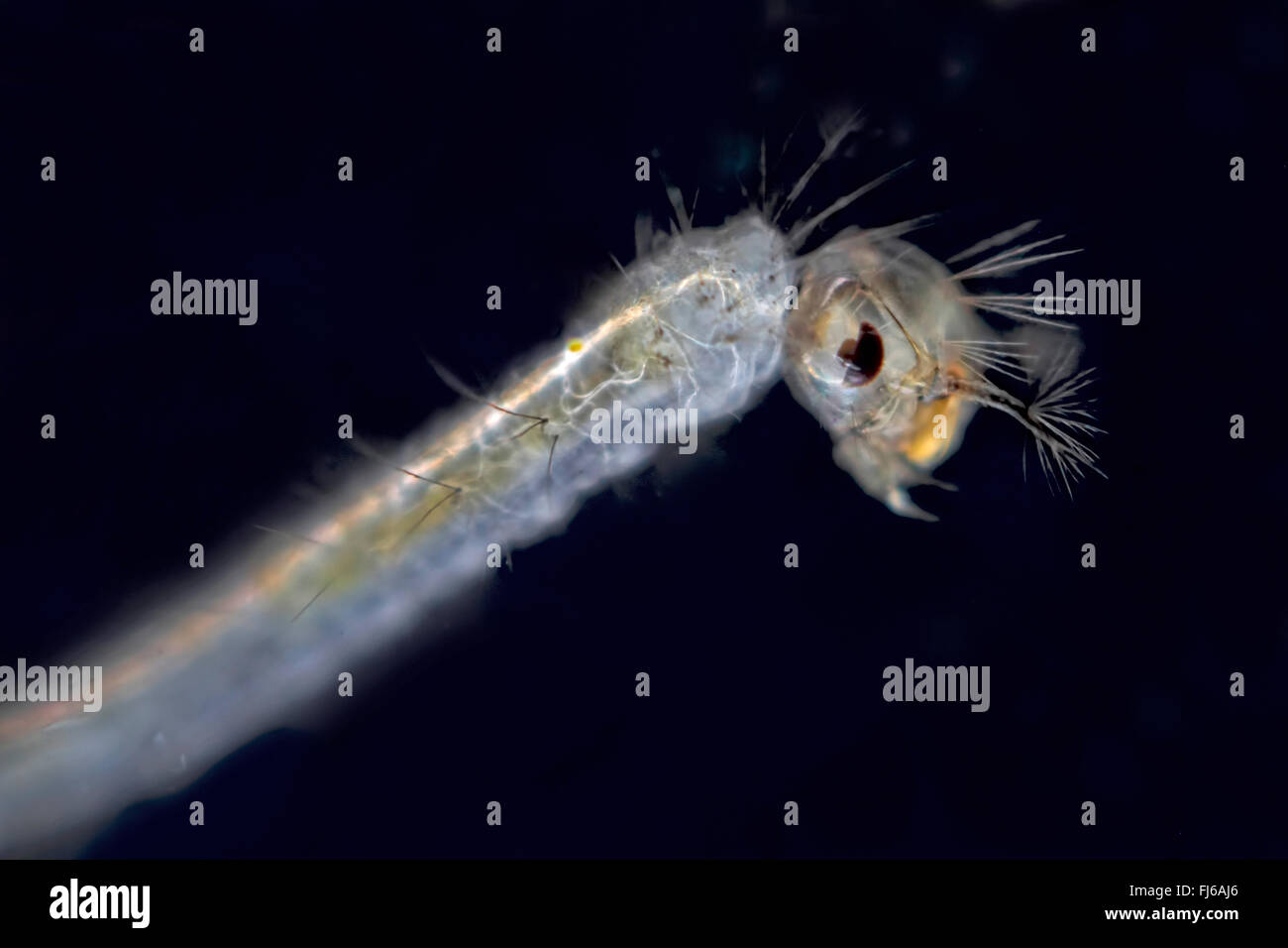 Mosquito larva hi-res stock photography and images - Alamy