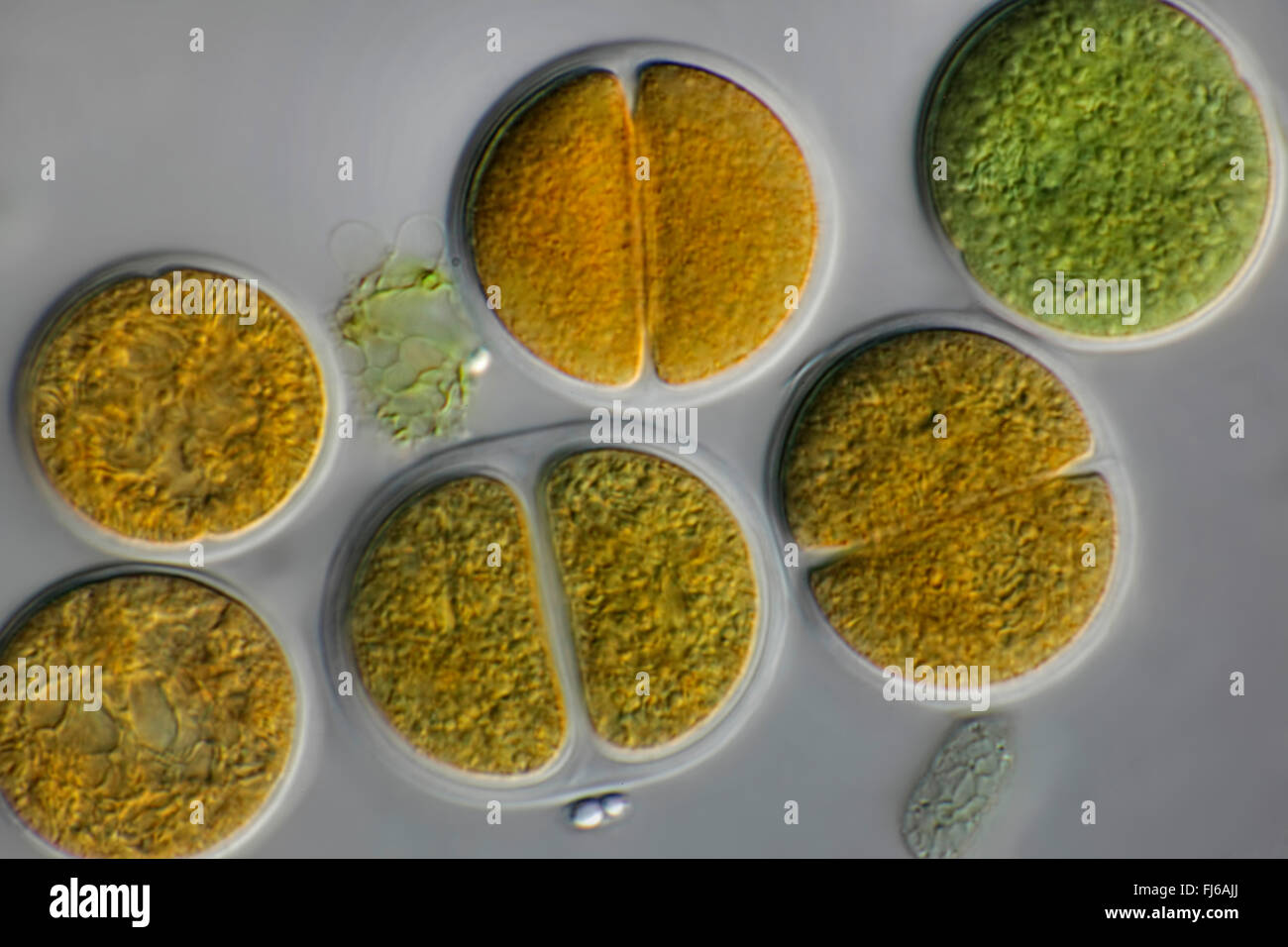 Green Algae Microscope Stock Photos & Green Algae Microscope Stock ...