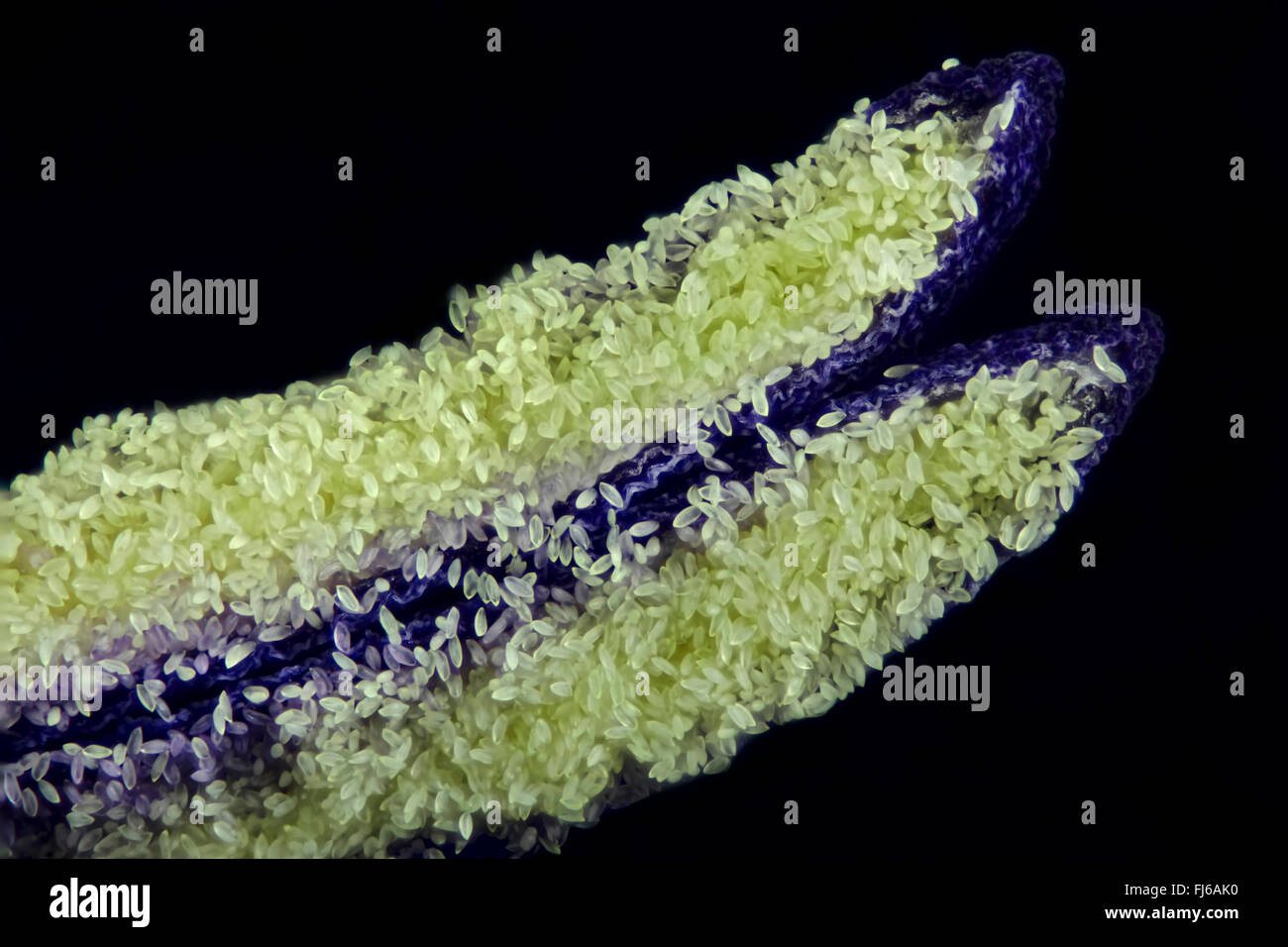 Plant pollen microscopic hi-res stock photography and images - Alamy