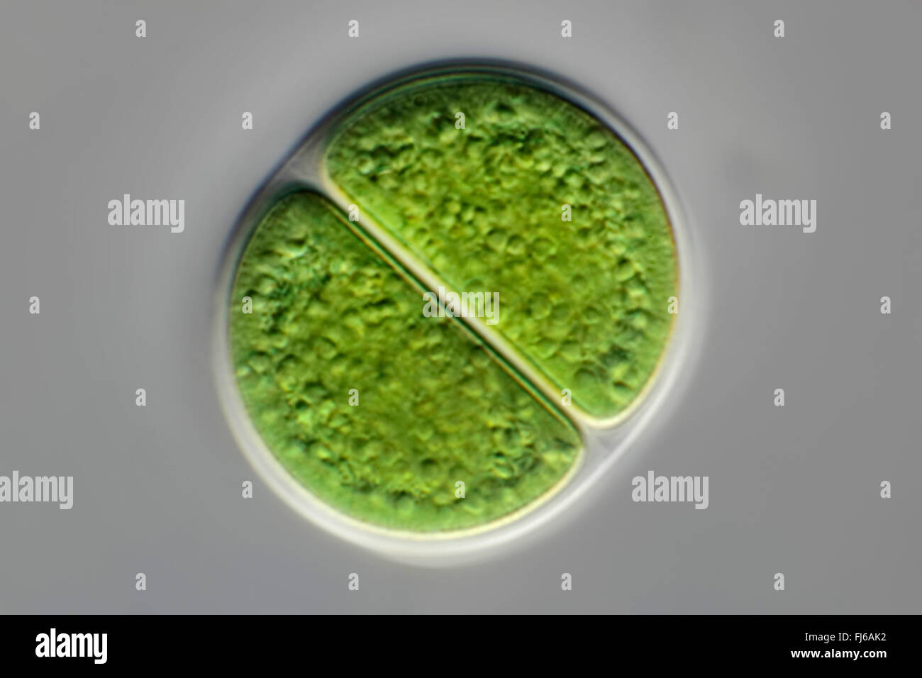 Blue Green Algae Cell