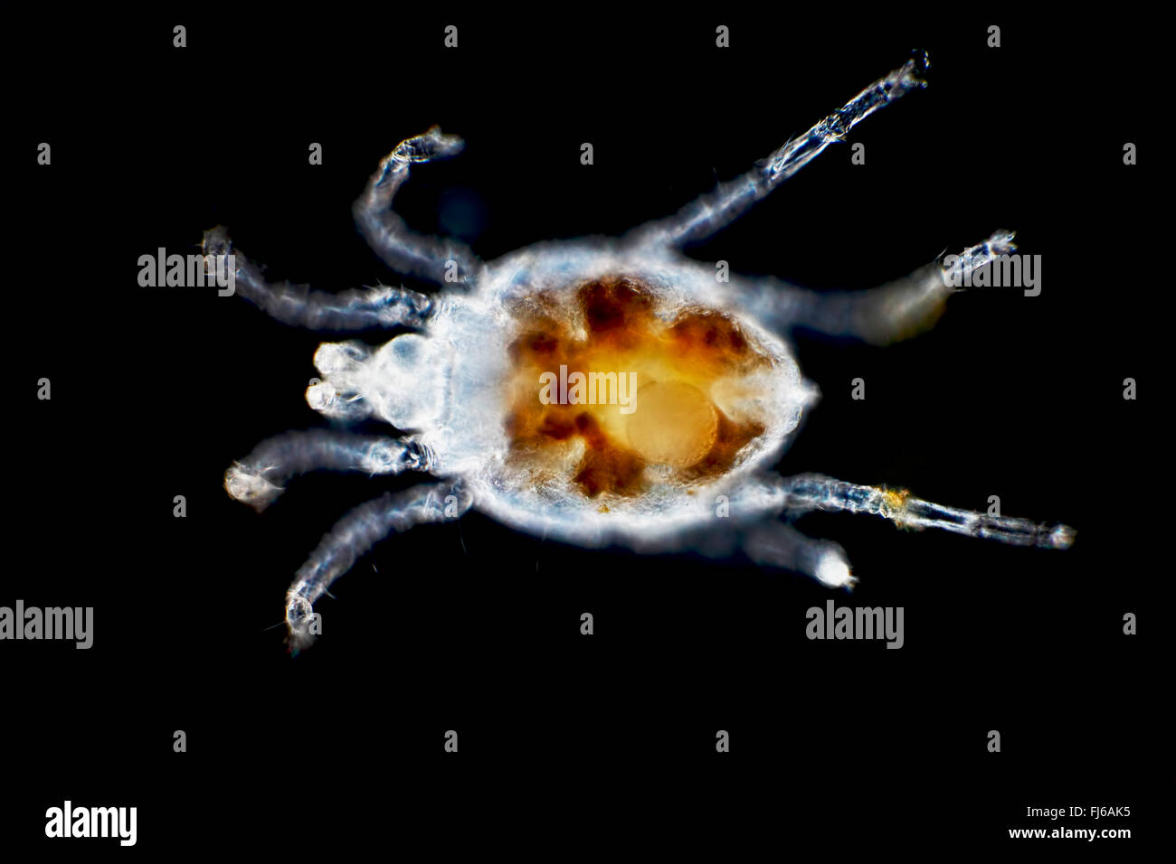 Water mites hi-res stock photography and images - Alamy