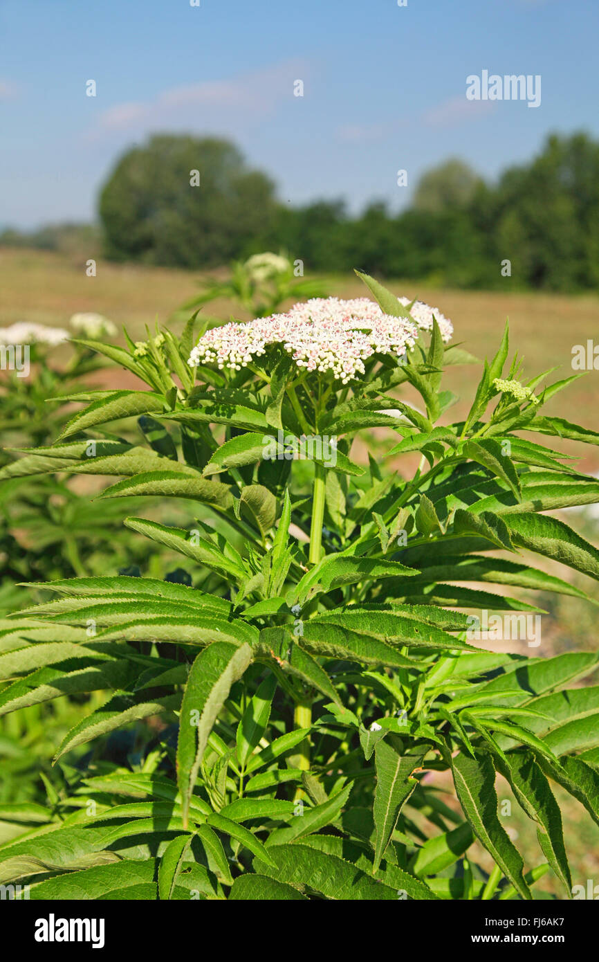 dwarf elder (Sambucus ebulus), blooming, Greece, Kerkinisee Stock Photo ...