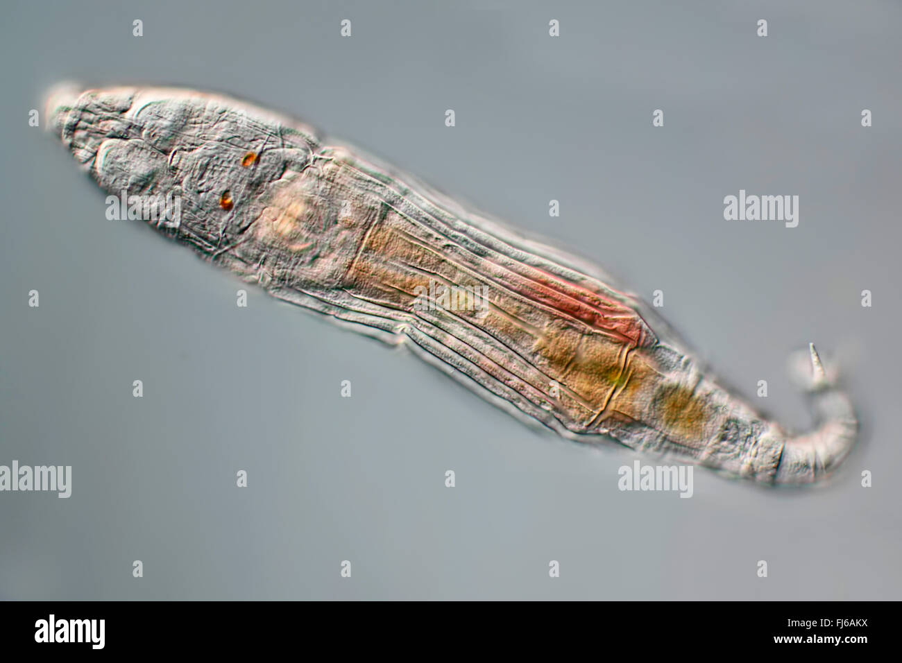 rotifers (Rotatoria), Philodina spec Stock Photo - Alamy