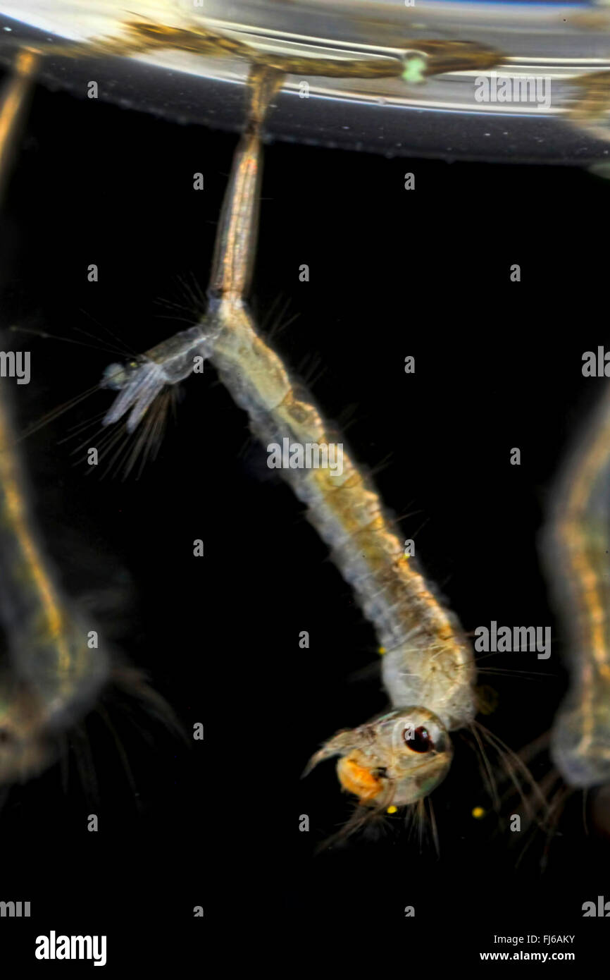 mosquito larva at water surface Stock Photo - Alamy