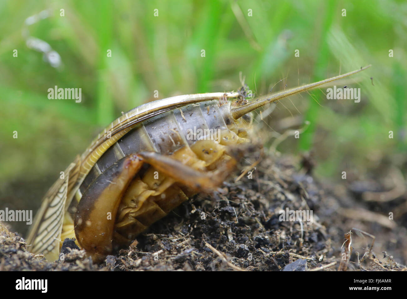 European mole cricket, Mole cricket (Gryllotalpa gryllotalpa ...
