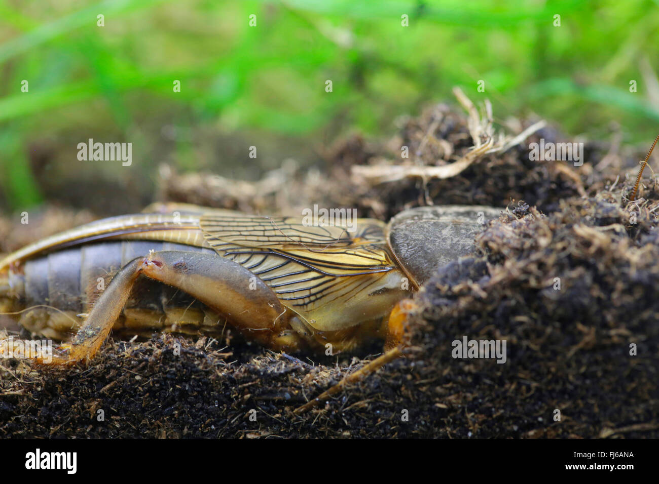 Mole cricket burrowing hi-res stock photography and images - Alamy