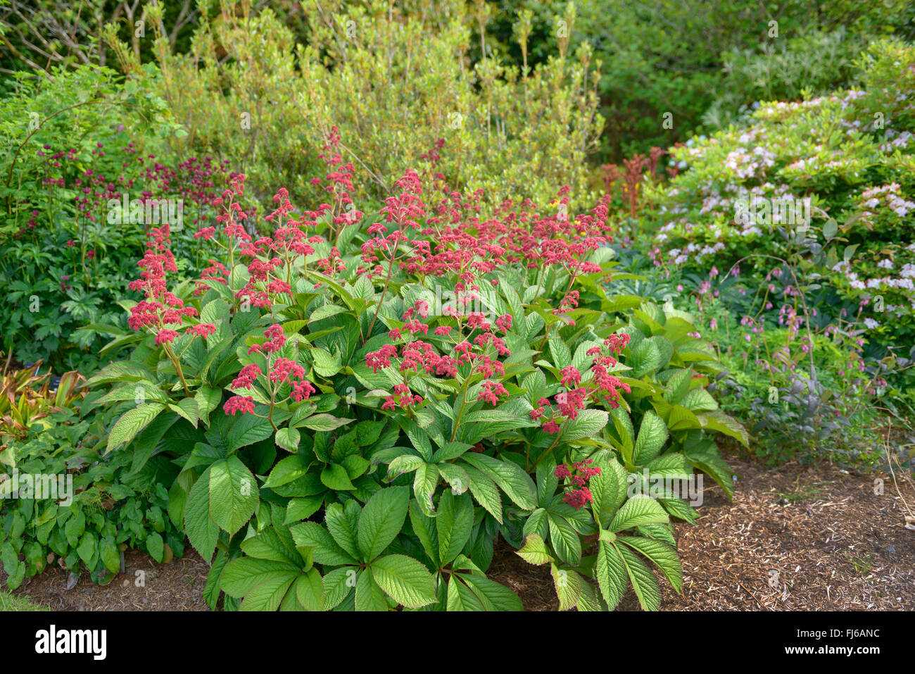 Fingerleaf Rodgers Flower (Rodgersia pinnata 'Crug Cardinal', Rodgersia ...