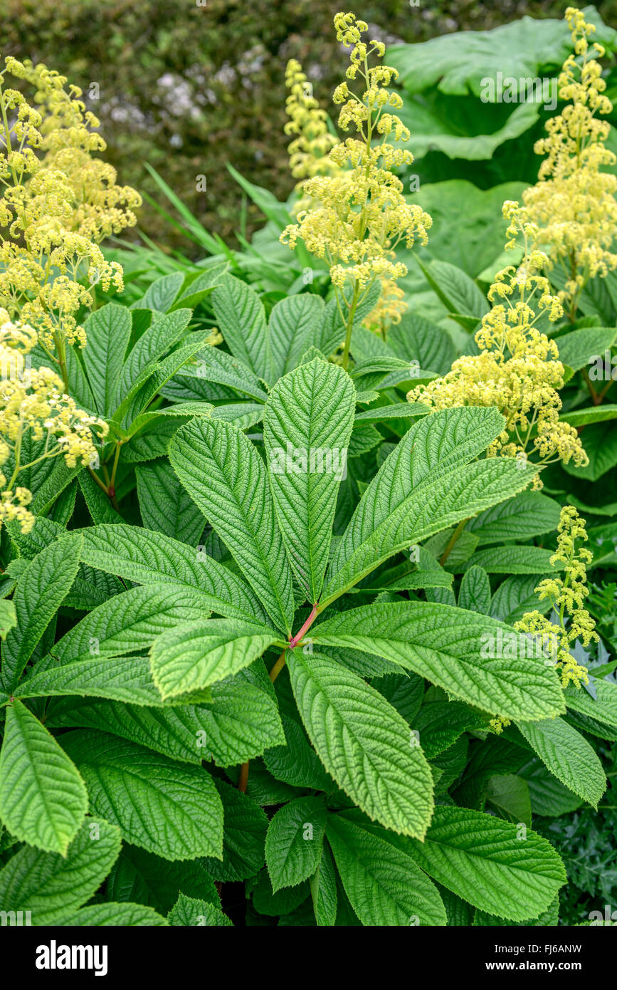 Plants rodgersia hi-res stock photography and images - Alamy
