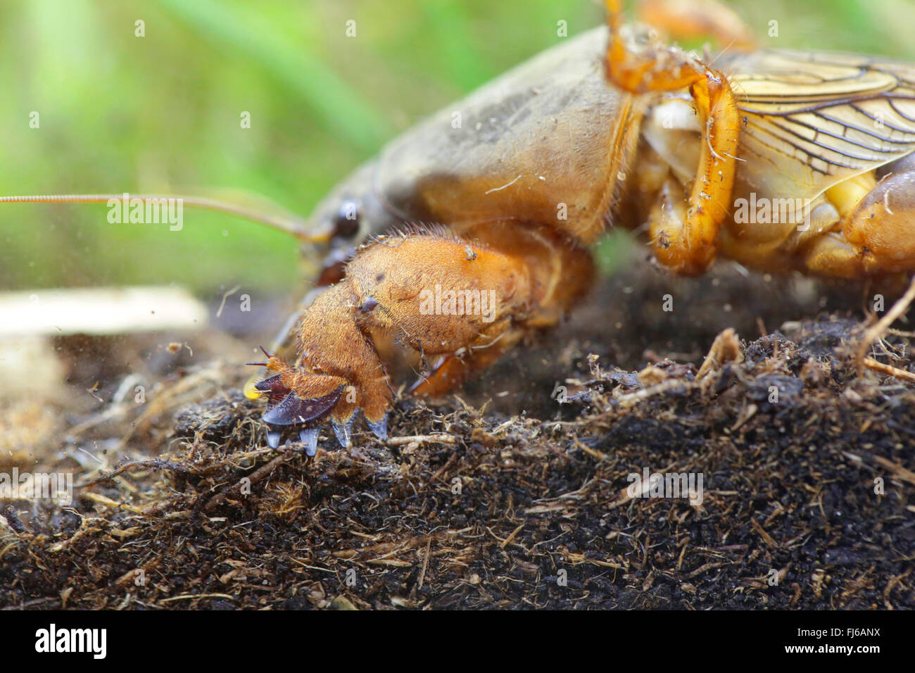 Fossorial hi-res stock photography and images - Alamy