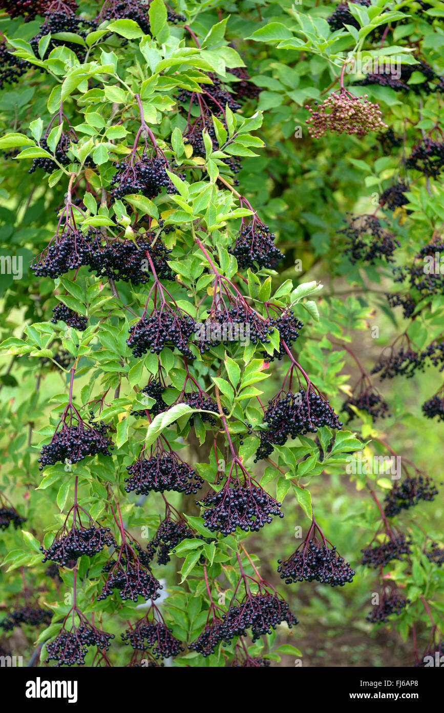 European black elder, Elderberry, Common elder (Sambucus nigra ...