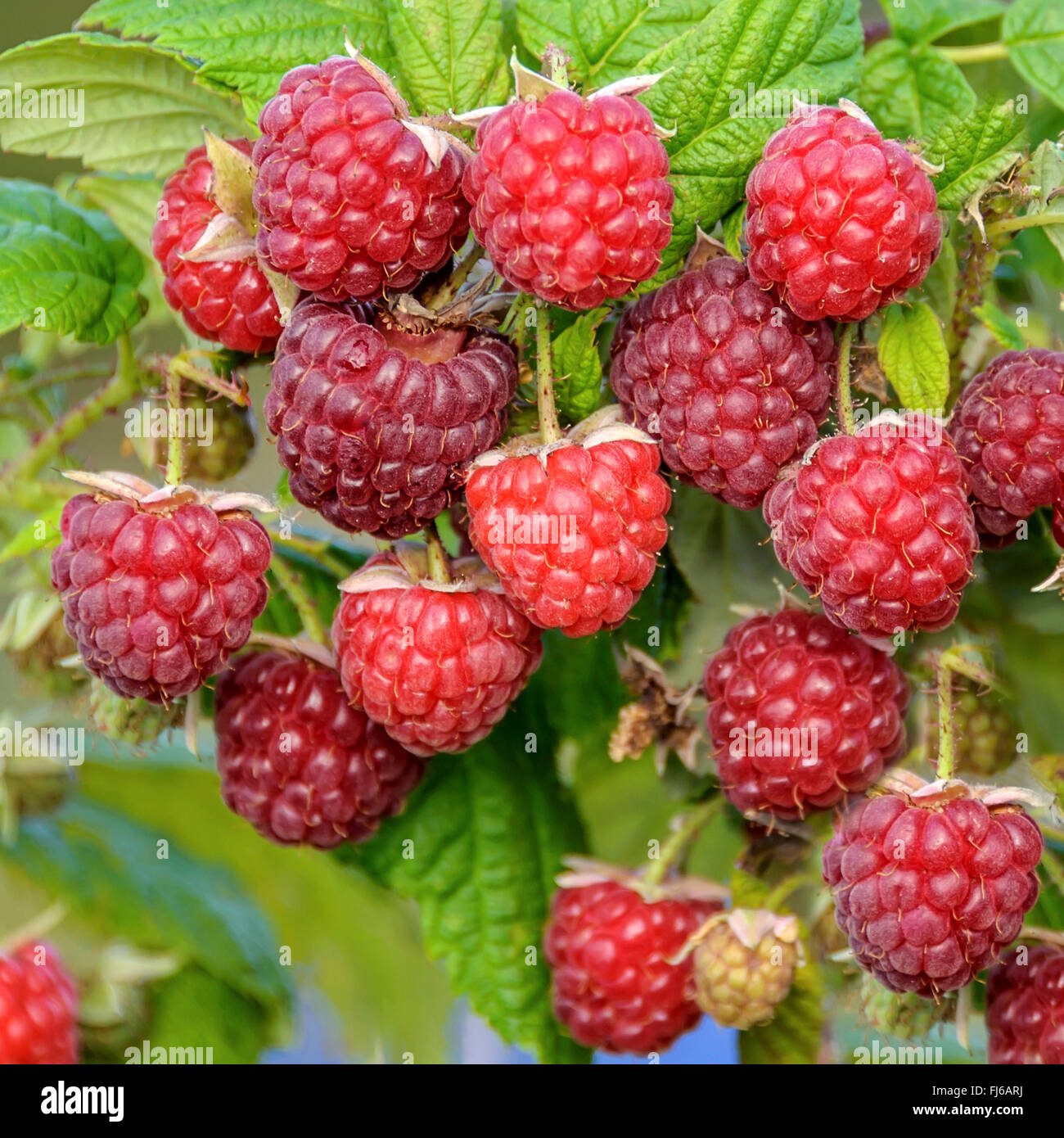 Rubus autumn bliss raspberry fruits hi-res stock photography and images ...