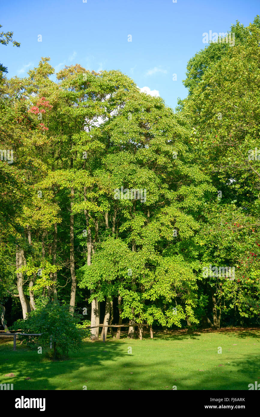 Sassafras tree hi-res stock photography and images - Alamy