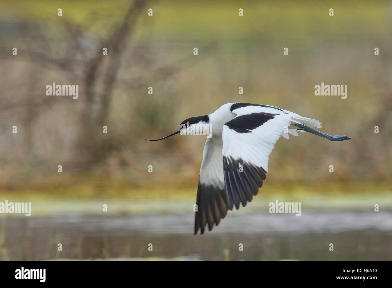 pied avocet (Recurvirostra avosetta), in flight, Austria, Burgenland ...