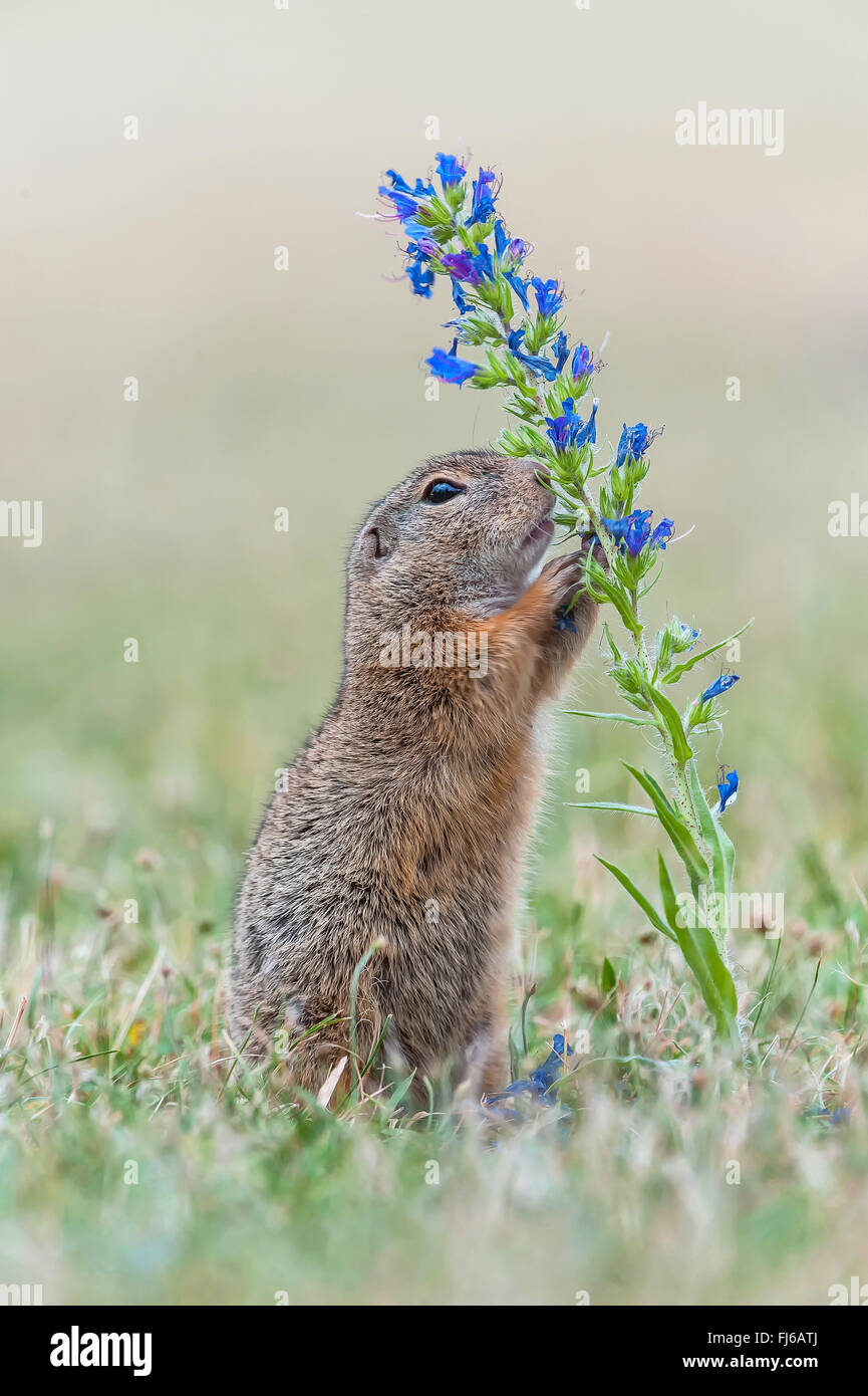European ground squirrel, European suslik, European souslik (Citellus ...