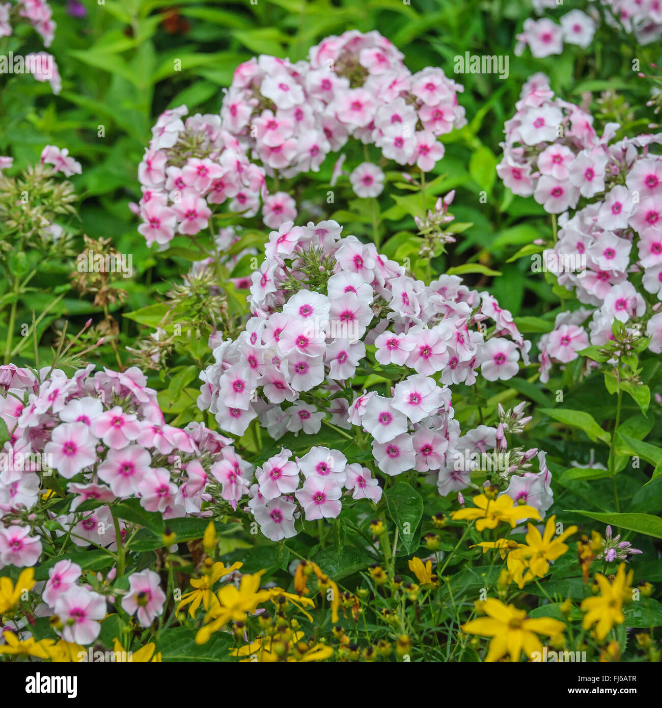 fall phlox, garden phlox (Phlox paniculata), blooming, Germany, Saxony ...