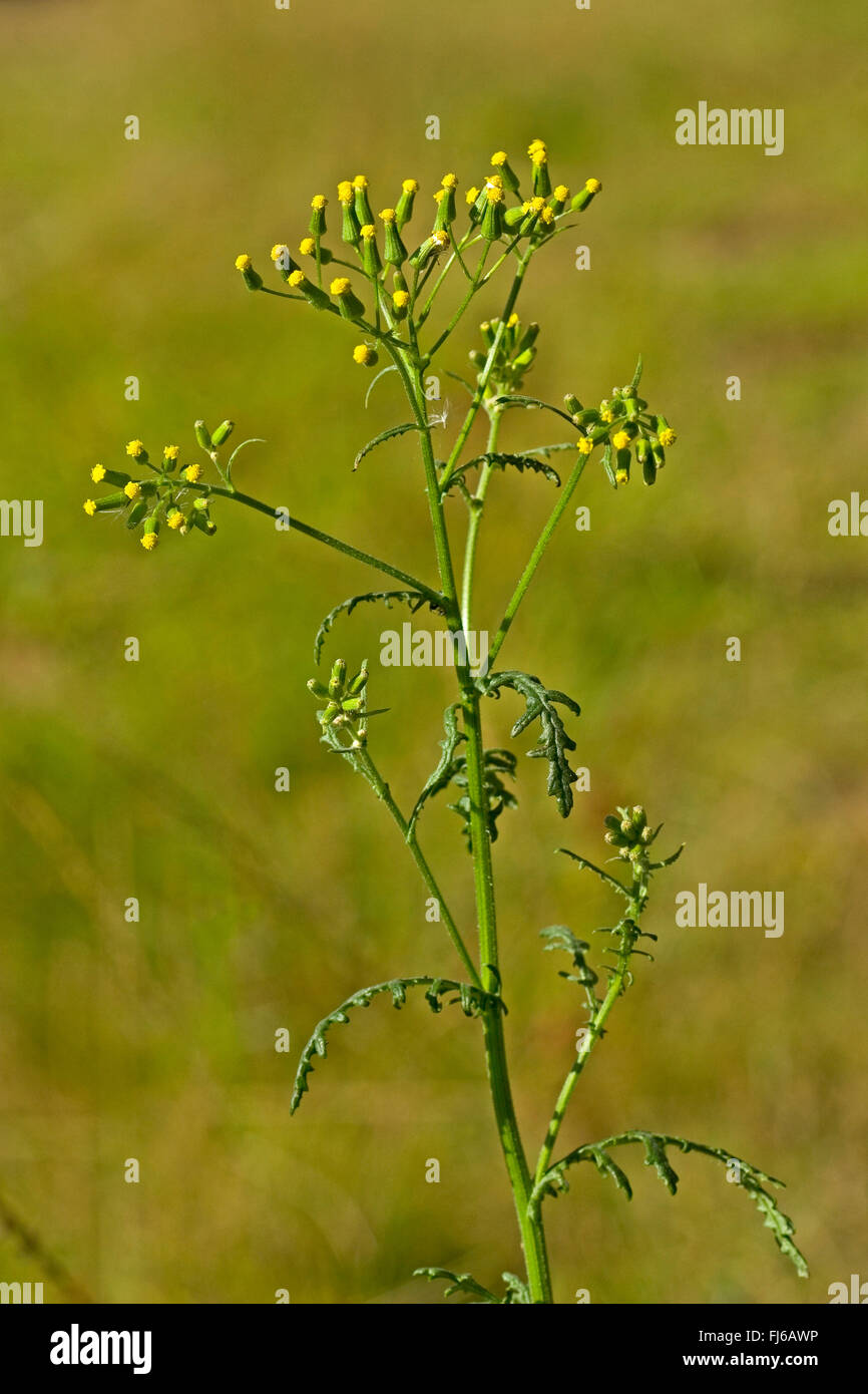 Groundsel weed hi-res stock photography and images - Alamy