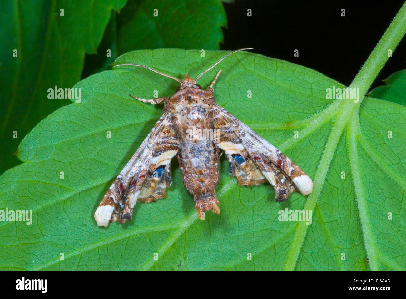 noctuid moth (Eutelia adulatrix, Noctua adulatrix), sitting on a leaf ...