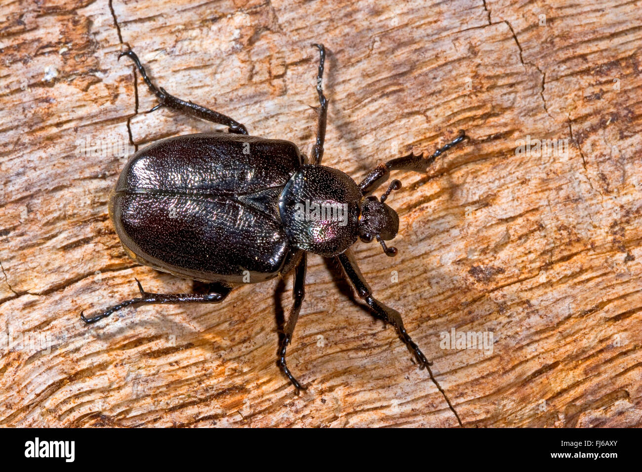 Hermit beetle, Russian leather beetle (Osmoderma eremita), on bark ...