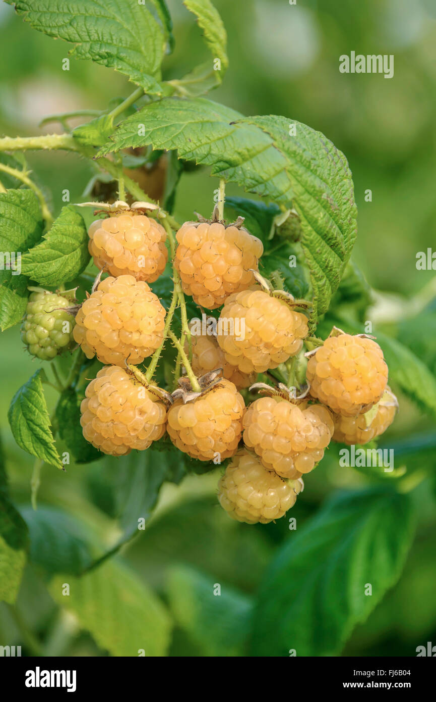 European red raspberry (Rubus idaeus 'Fallgold', Rubus idaeus Fallgold ...