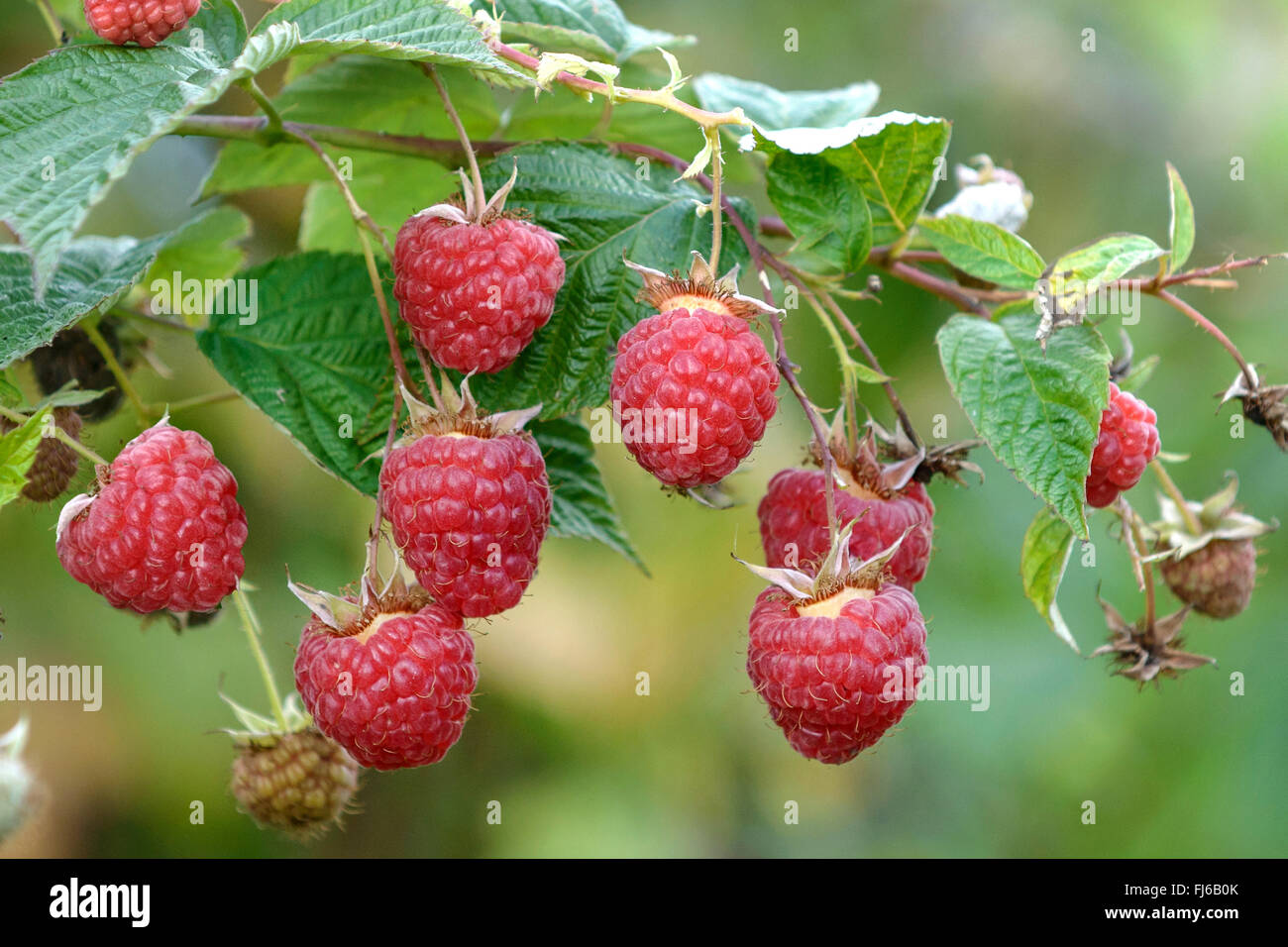 Raspberry Tree Fruit