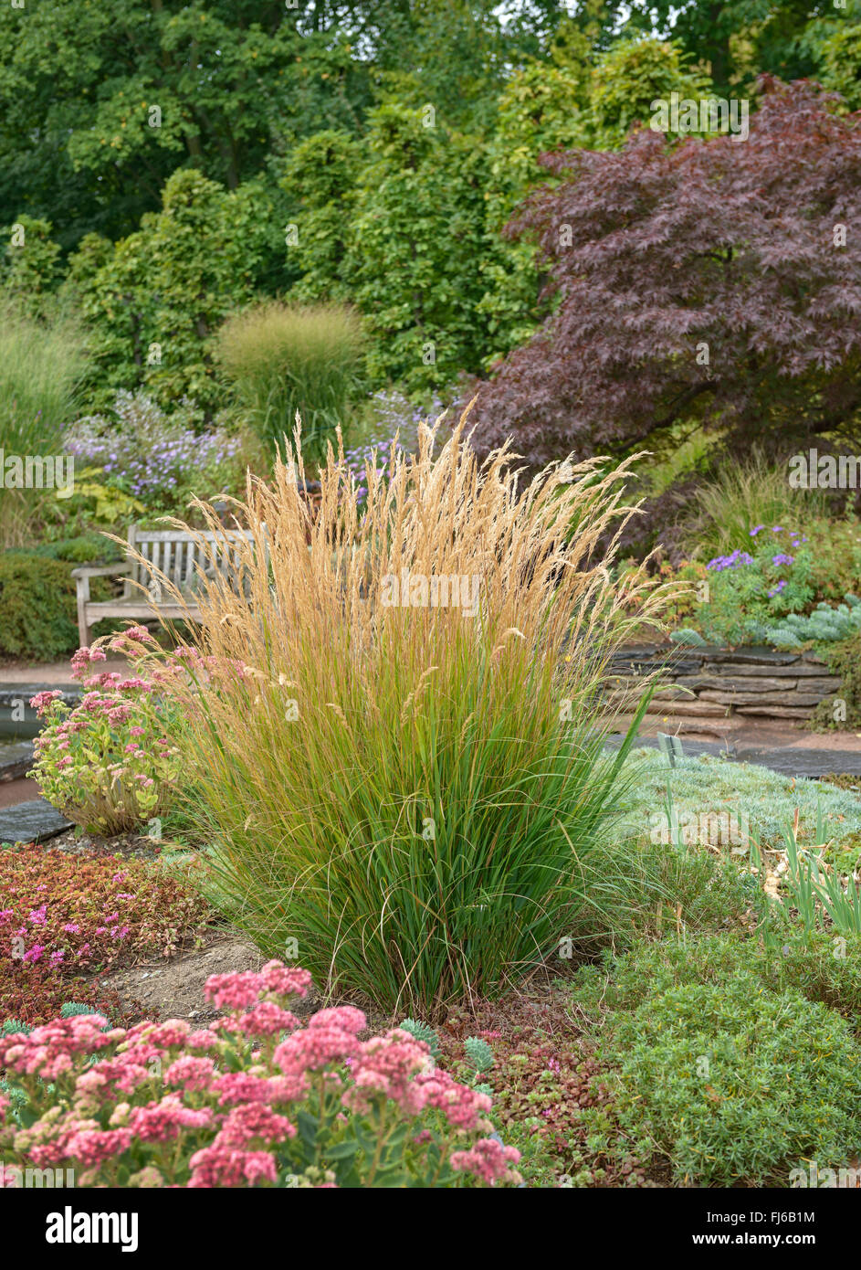 Achnatherum, Feather Grass, Spear Grass (Achnatherum calamagrostis ...