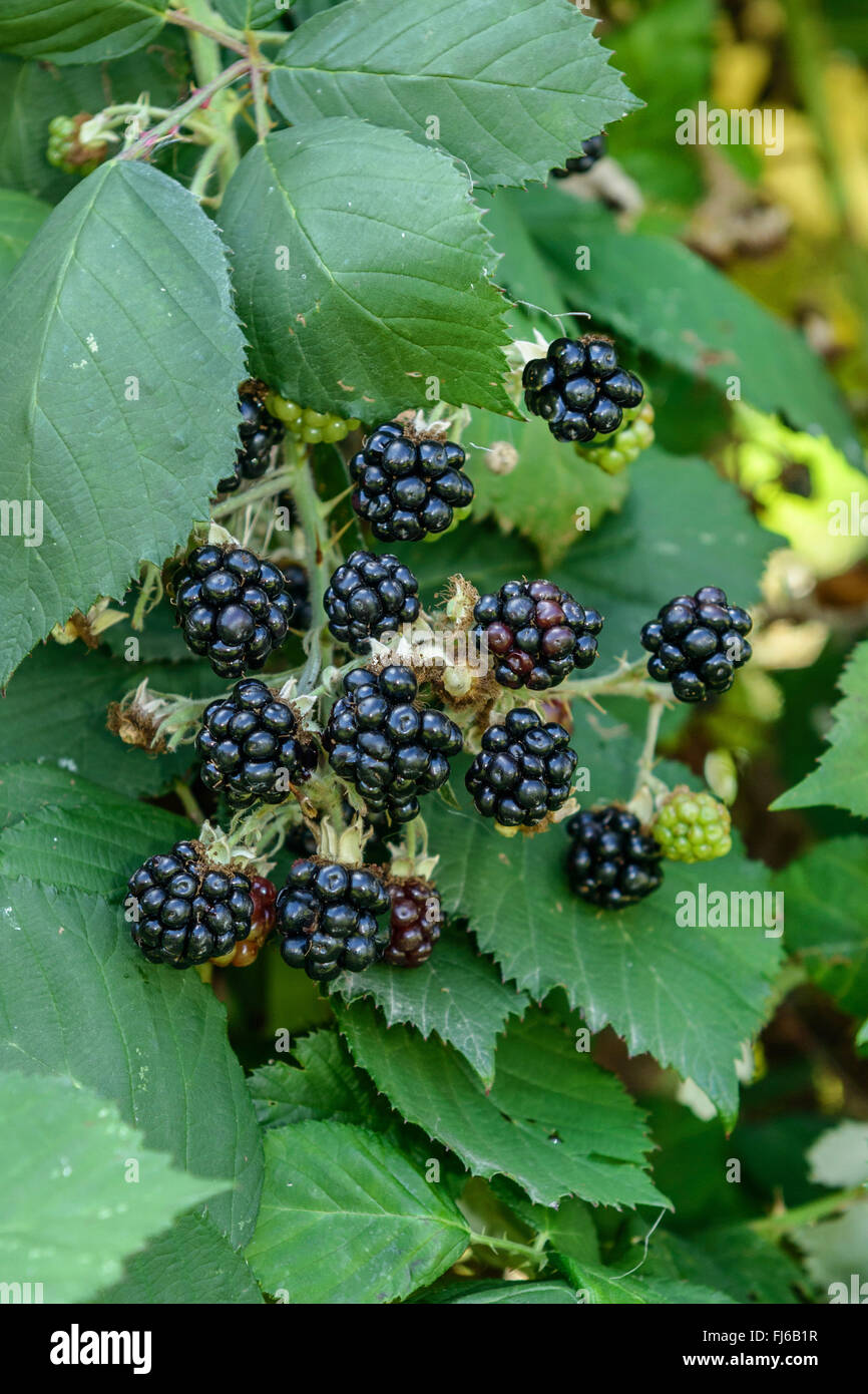 Shrubby blackberry (Rubus fruticosus 'Theodor Reimers', Rubus ...