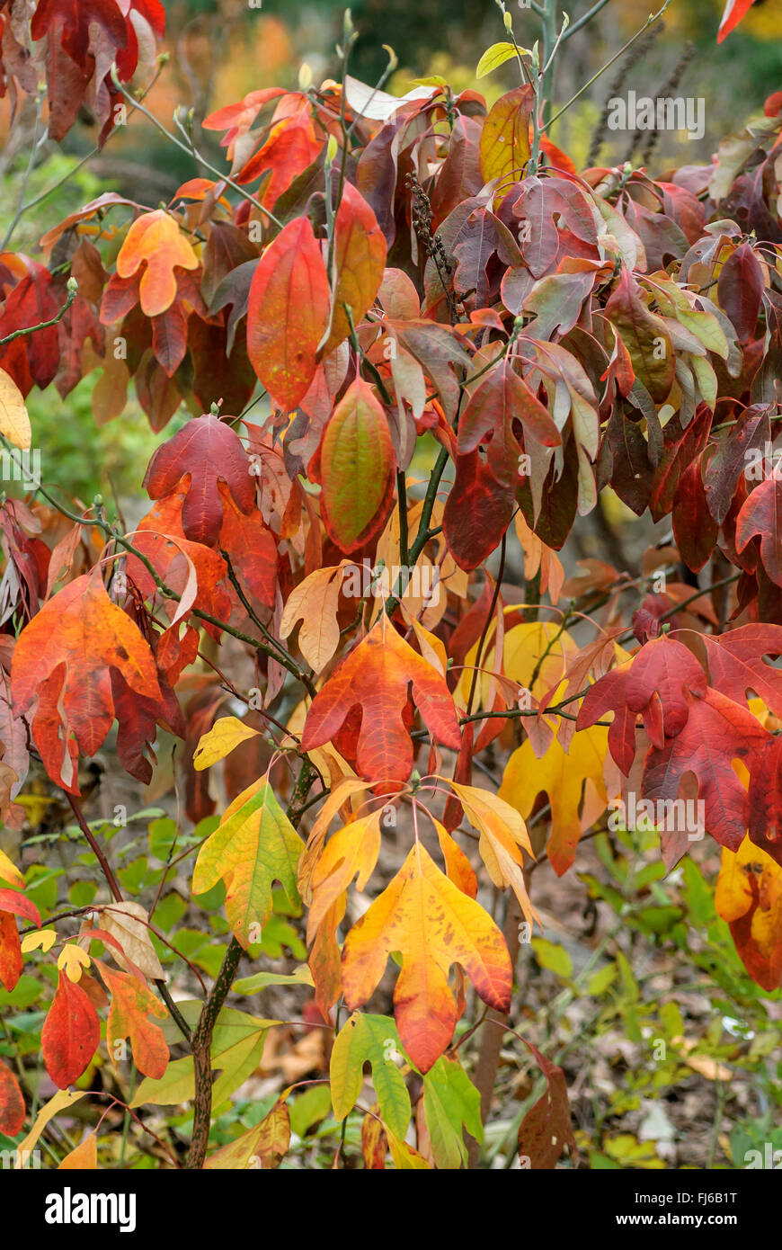 sassafras (Sassafras albidum), autumn leaves Stock Photo - Alamy