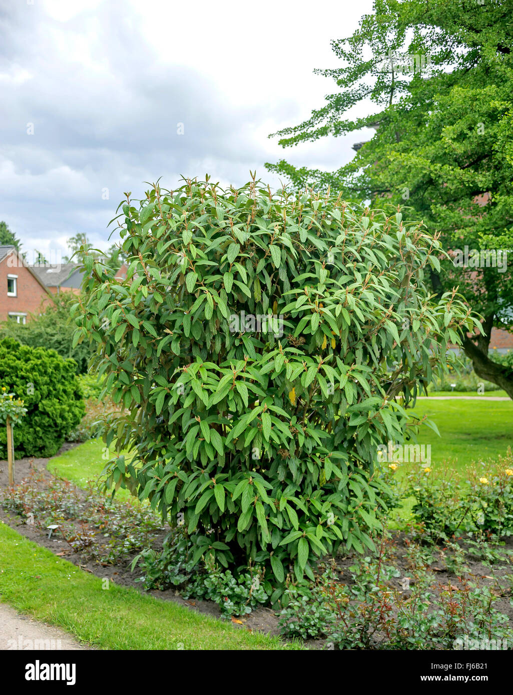 Leatherleaf viburnum hi-res stock photography and images - Alamy