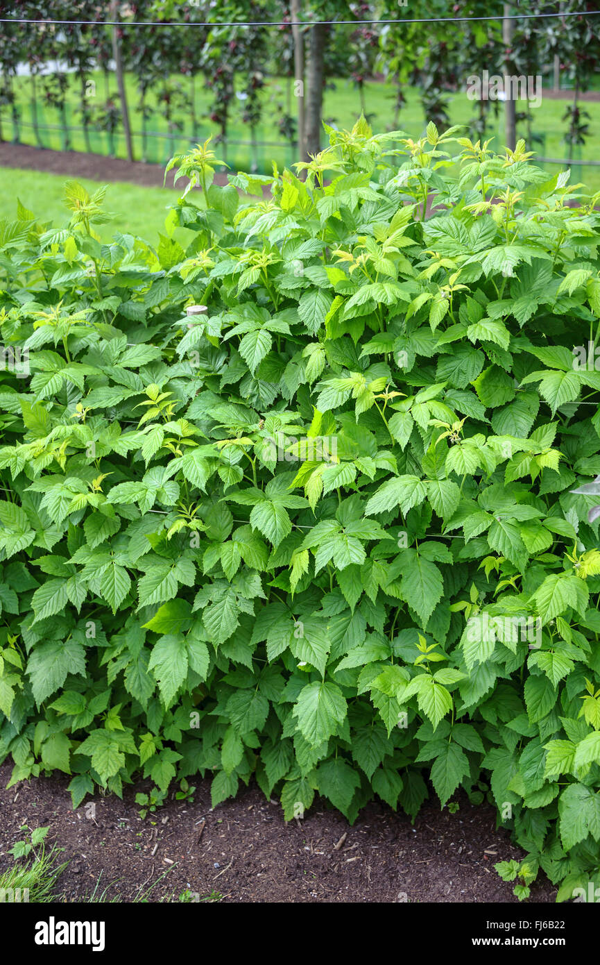 Raspberry (Rubus idaeus 'Tulameen', Rubus idaeus Tulameen), espalier ...