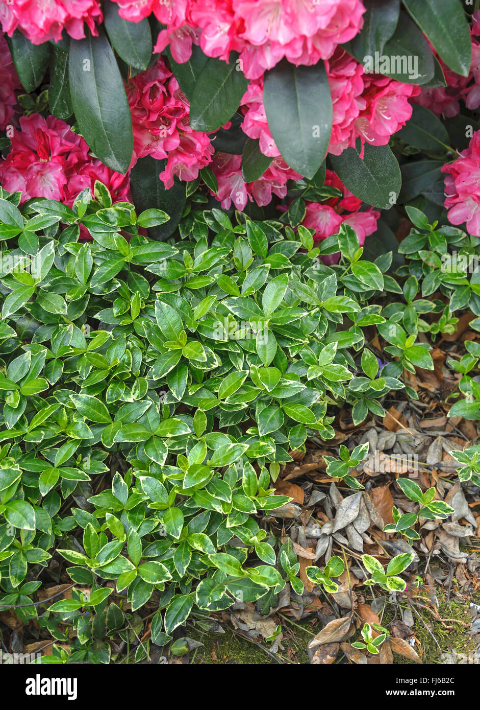 common periwinkle, lesser periwinkle, small-leaved periwinkle (Vinca ...