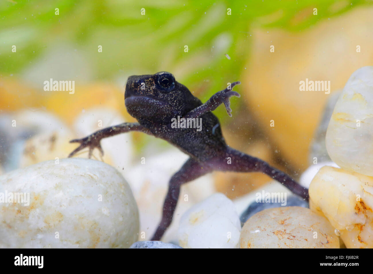 European common toad (Bufo bufo), fully developed young toad, under ...