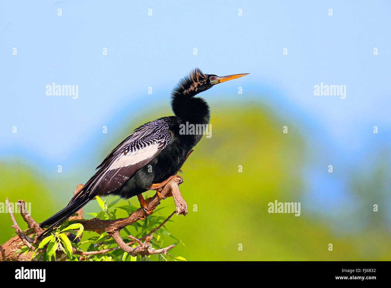 American darter (Anhinga anhinga), male sits on a tree, USA, Florida ...