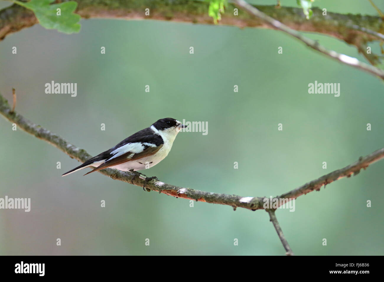 semi-collared flycatcher (Ficedula semitorquata), male sits on a branch ...