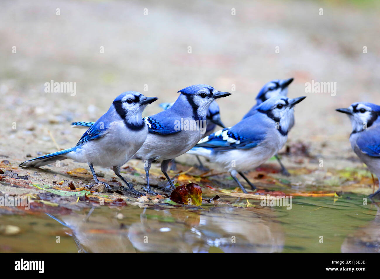 Blue jay bird group hi-res stock photography and images - Alamy