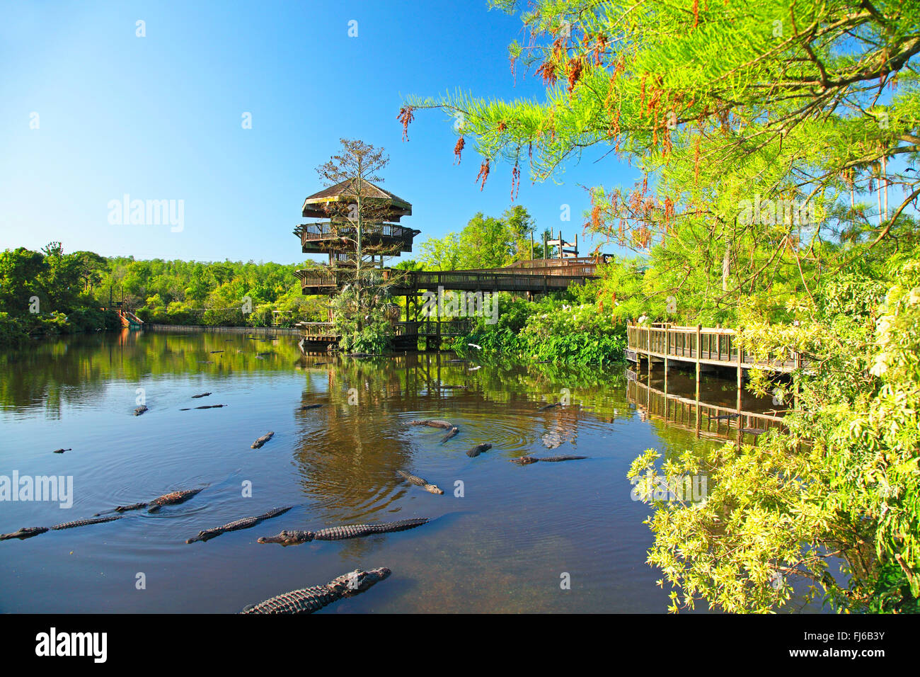 American alligator (Alligator mississippiensis), pond with alligators ...
