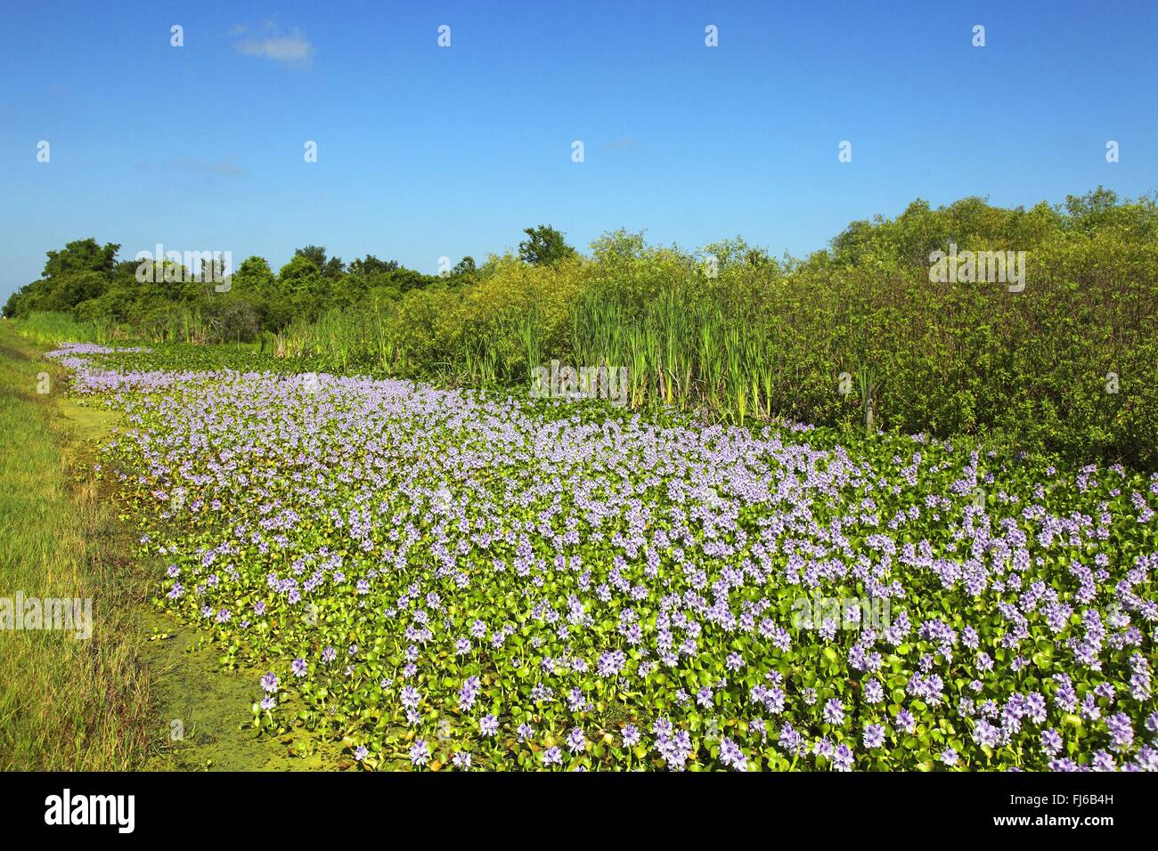 Water hyacinth hi-res stock photography and images - Alamy