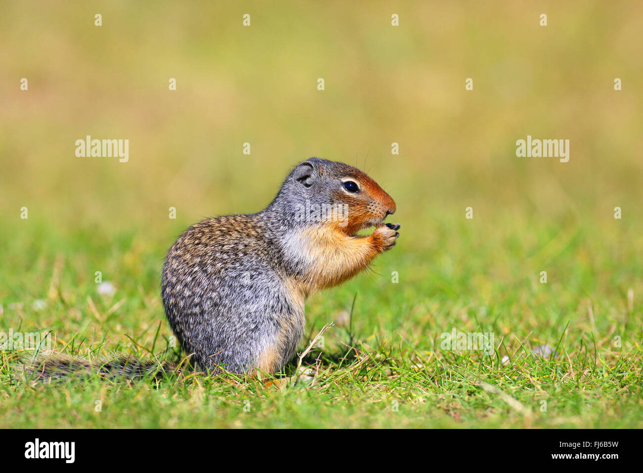 Columbian ground squirrel (Spermophilus columbianus), feeds, Canada ...