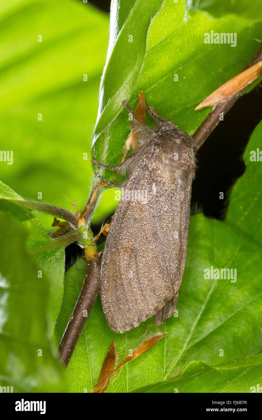 Pale tussock, Red-tail moth (Dasychira pudibunda, Olene pudibunda ...