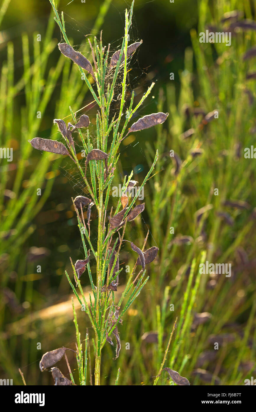 Scotch broom (Cytisus scoparius, Sarothamnus scoparius), branch with ...