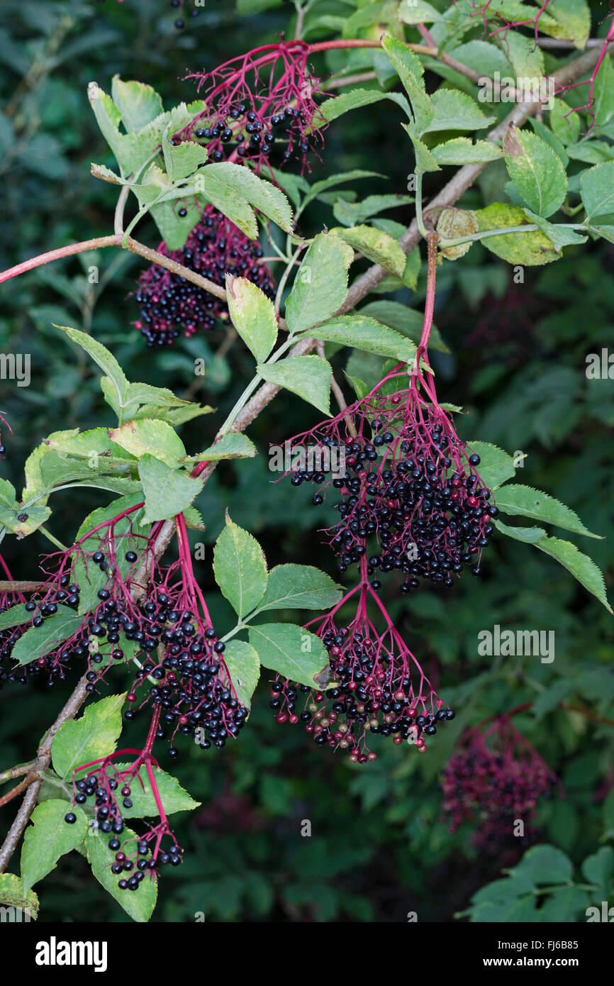 European black elder, Elderberry, Common elder (Sambucus nigra), branch ...