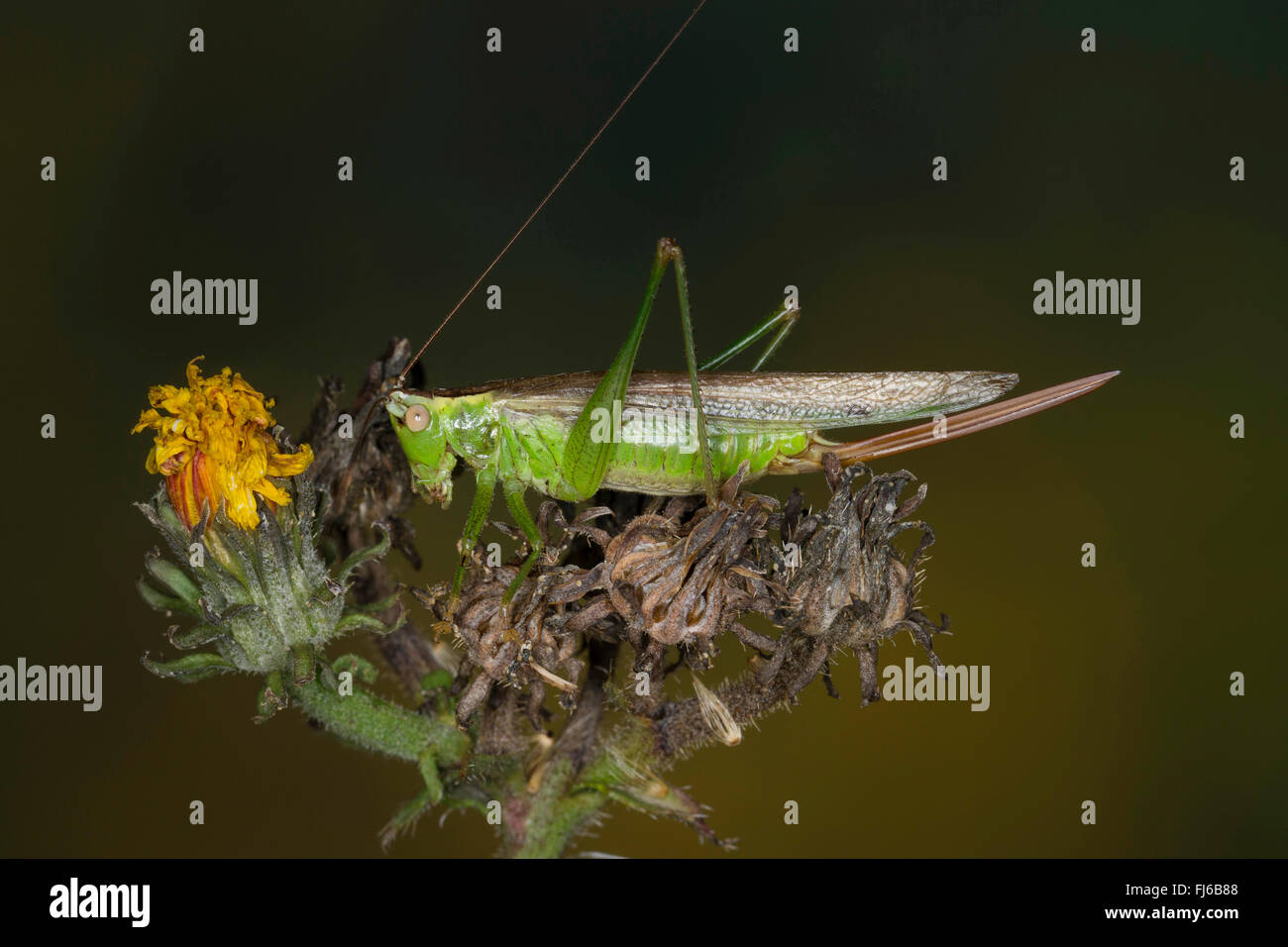 Long winged conehead (Conocephalus fuscus, Conocephalus discolor ...