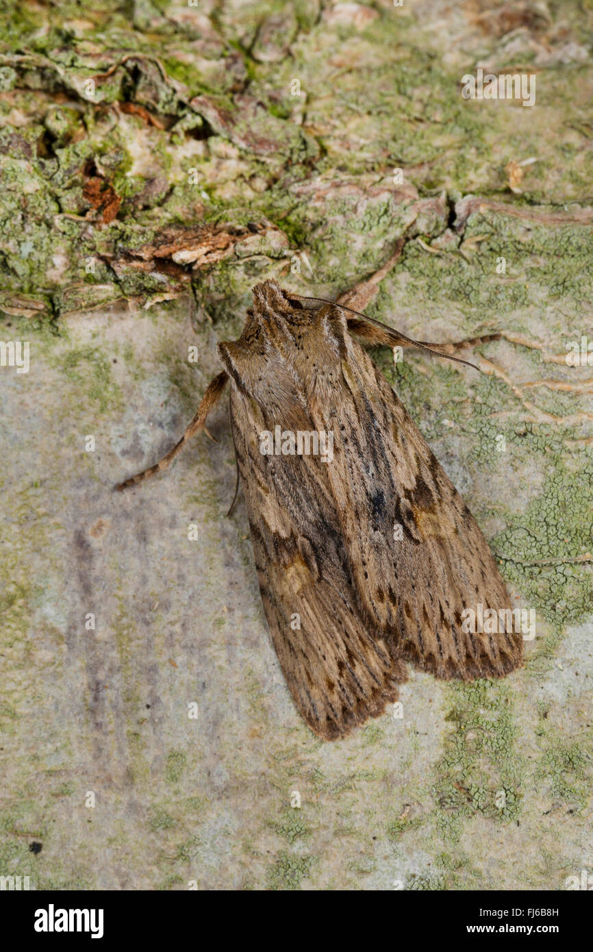 Noctuid moth hi-res stock photography and images - Alamy