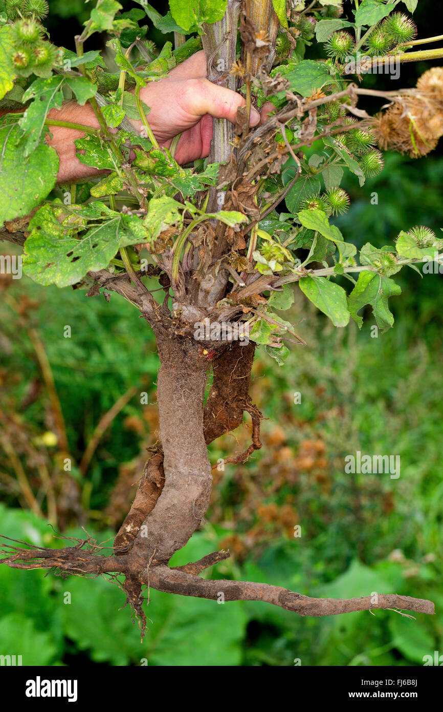 Edible burdock greater burdock roots hi-res stock photography and ...