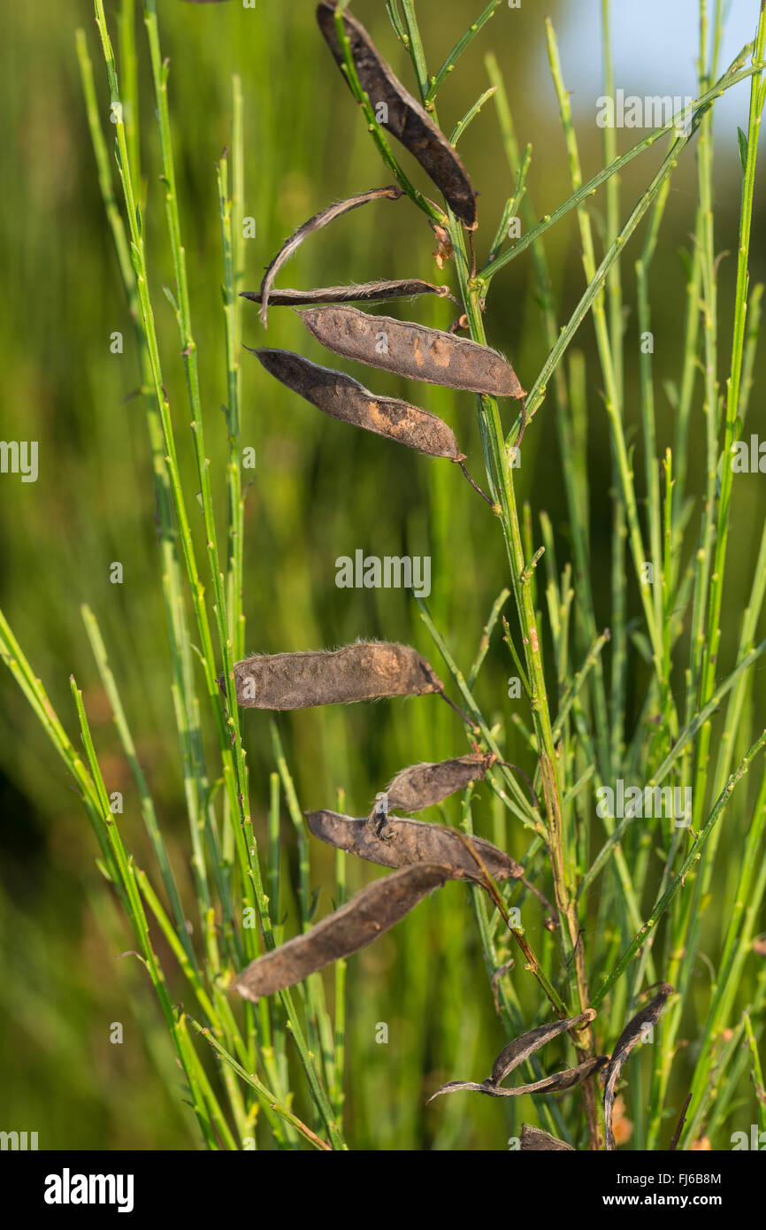 Scotch broom (Cytisus scoparius, Sarothamnus scoparius), branch with ...