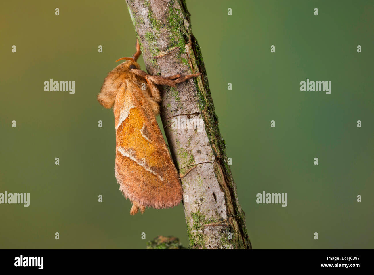 Orange Swift (Triodia sylvina, Triodia reducta, Triodia pallida), on ...