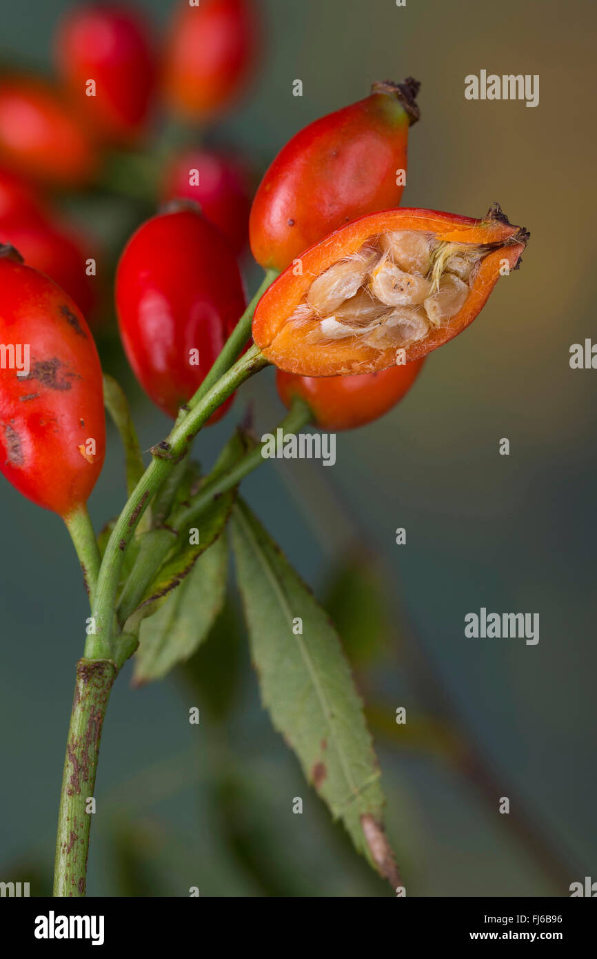 Traditional useful fruit of dog rose hi-res stock photography and ...