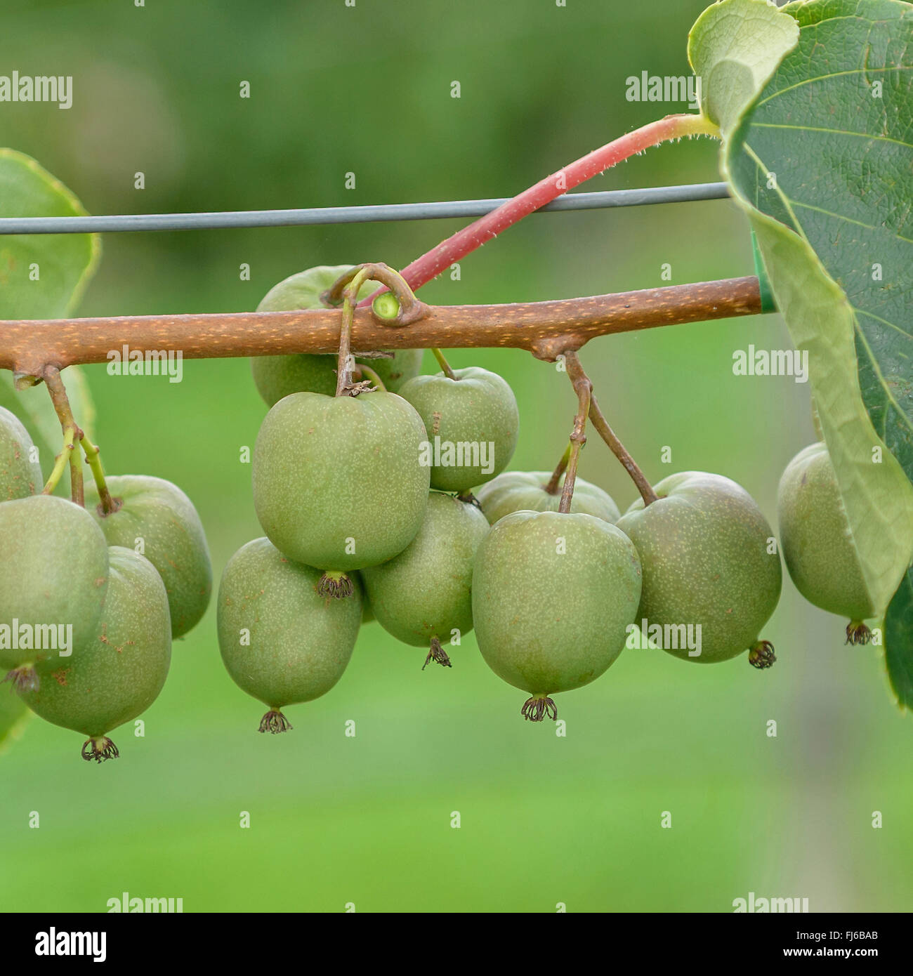 Actinidia arguta hi-res stock photography and images - Alamy