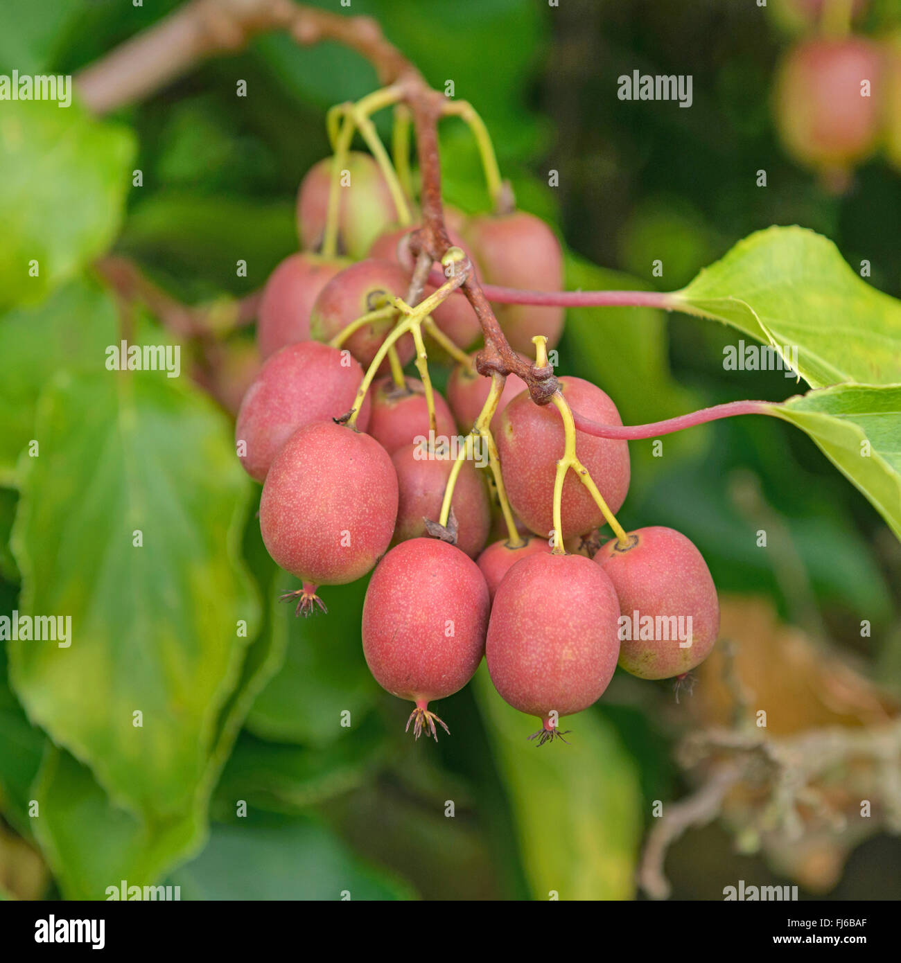 Tara Vine, Bower Actinidia, Mini Kiwi (Actinidia arguta 'Weiki ...